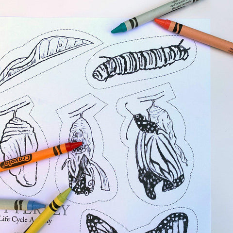Free Butterfly Life Cycle Activity Download – Craftspring