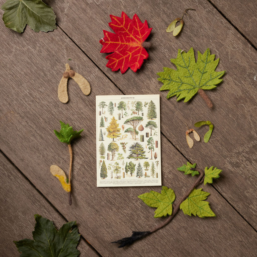 Maple Tree Life Cycle