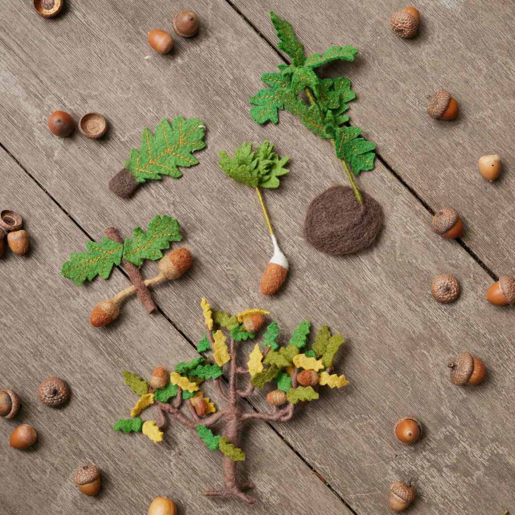 Oak Tree Growth Cycle Learning Kit - Handmade Nature Education Set ...